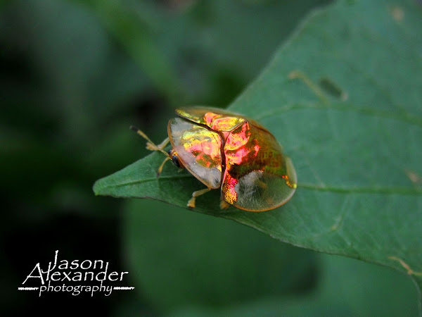 Asian Golden Tortoise Beetle | Project Noah