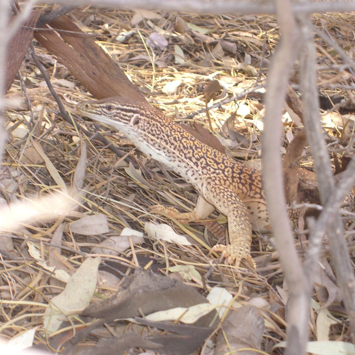 Sand Goanna | Project Noah