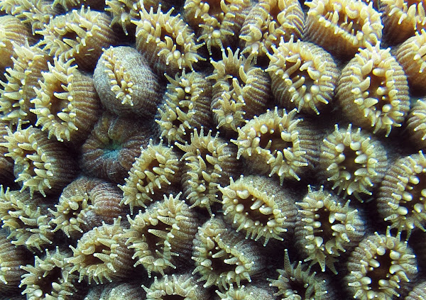 Great Star Coral | Project Noah