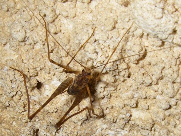 Cave cricket | Project Noah