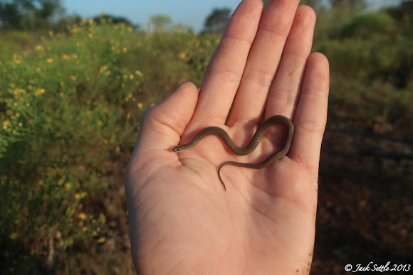 Rough Earth Snake | Project Noah