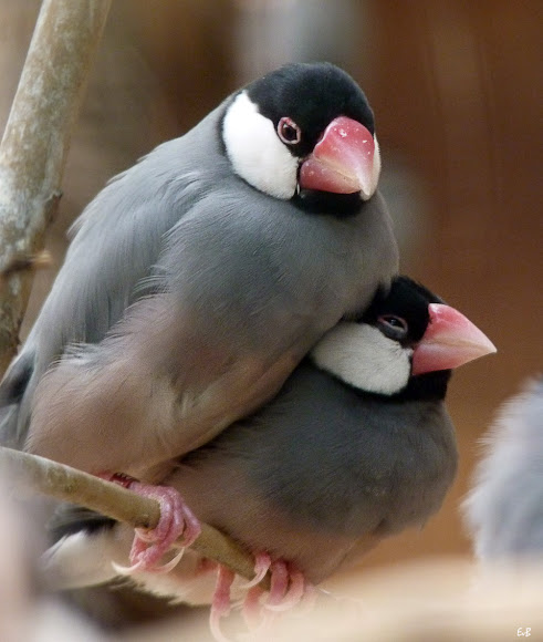 rice bird, Java sparrow | Project Noah