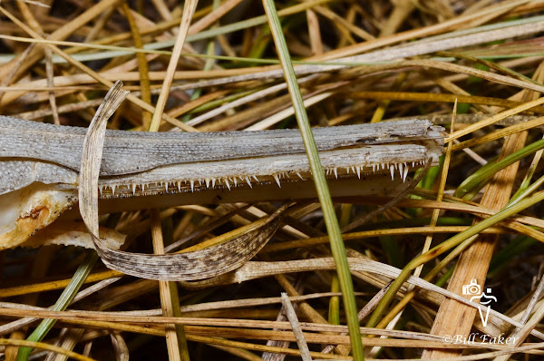 Spotted Gar Skull | Project Noah