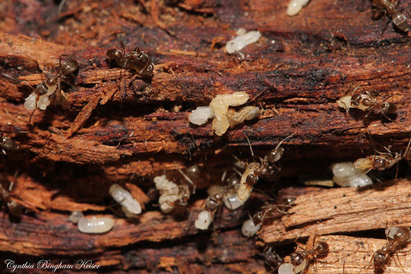 Ant Larvae | Project Noah