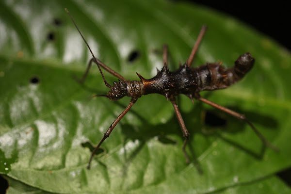'Touch Me Not' Stick Insect | Project Noah