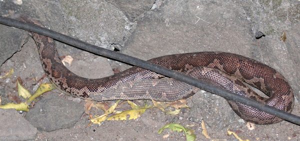 Common Indian Sand Boa | Project Noah