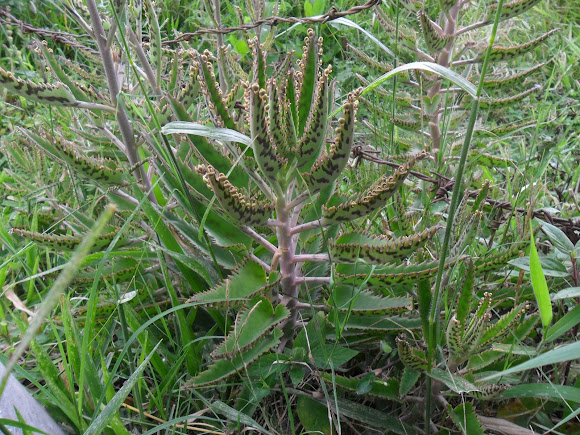 Aranto | Project Noah