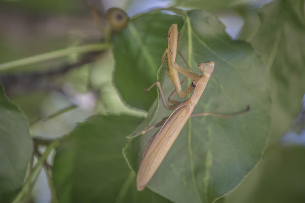 European Pray Mantis | Project Noah