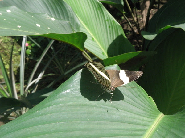 Dirce beauty | Project Noah