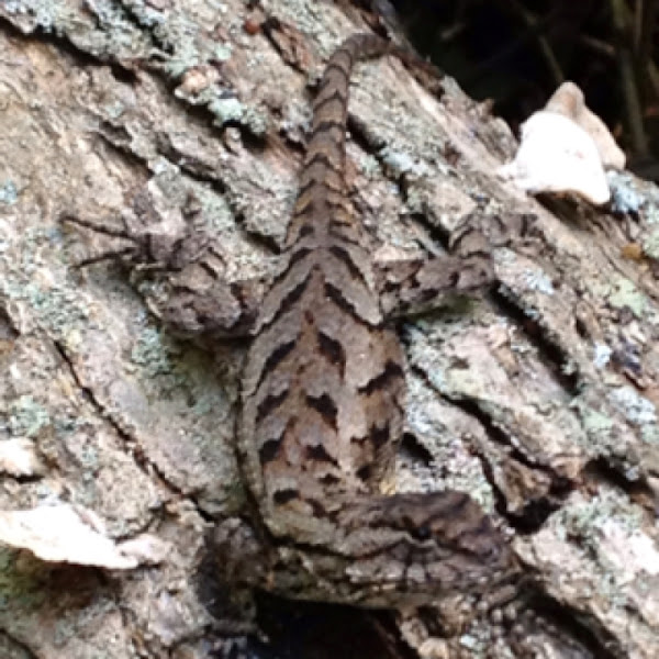 Eastern Fence Lizard, male | Project Noah