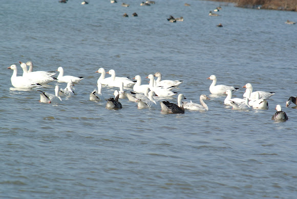 Snow Geese (feeding) | Project Noah