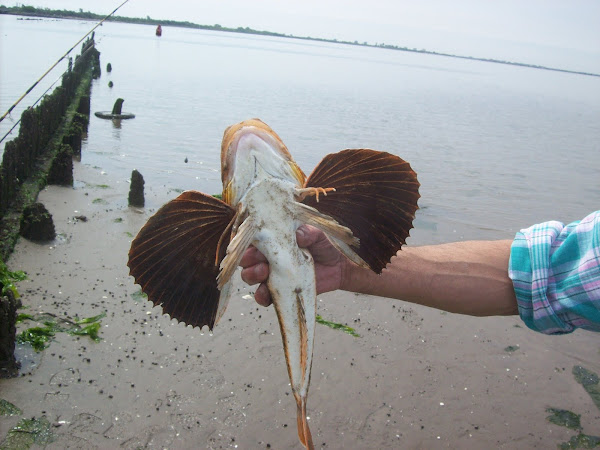 Sea Robin | Project Noah