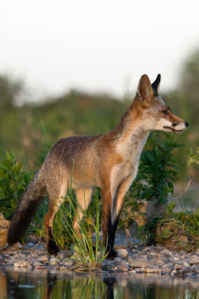 Raposa-vermelha | Project Noah