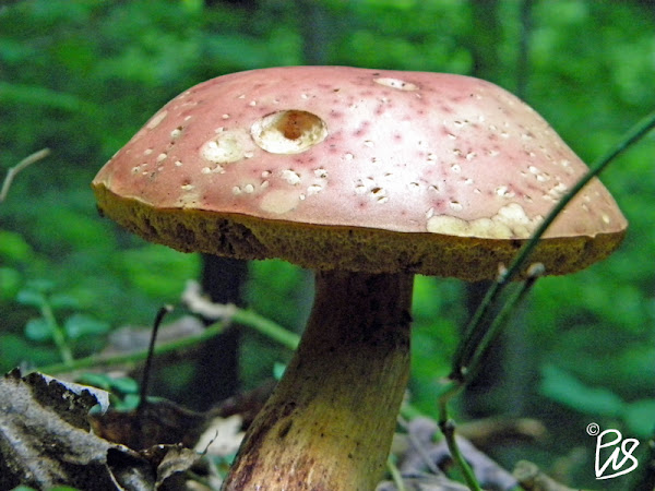 Royal Bolete | Project Noah