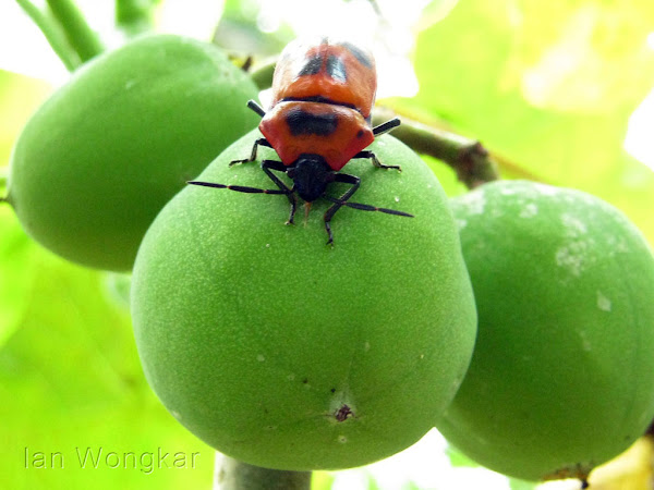 Red Jewel Beetle | Project Noah