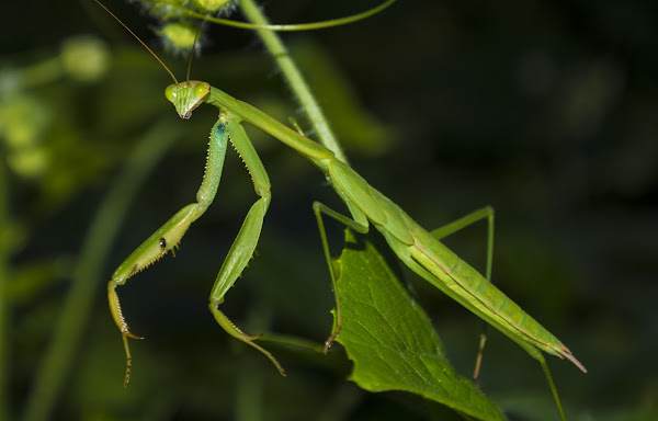 Chinese Mantid nymph | Project Noah