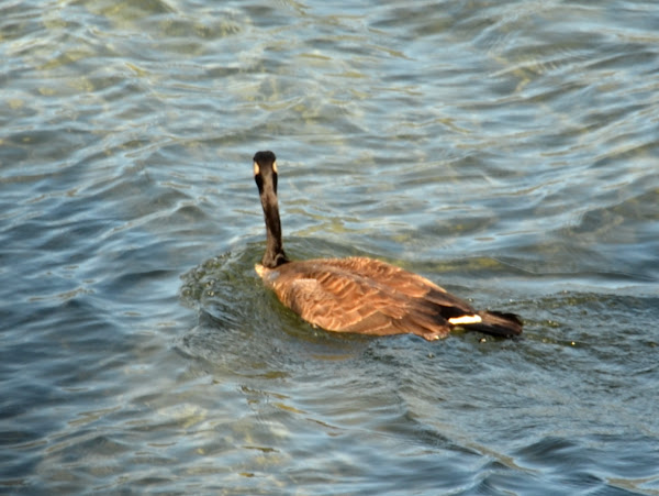 Canada Goose | Project Noah